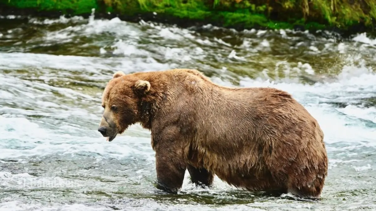 Fat Bear Week Voting 2025: Meet the Bears, Brackets, and How to Cast ...