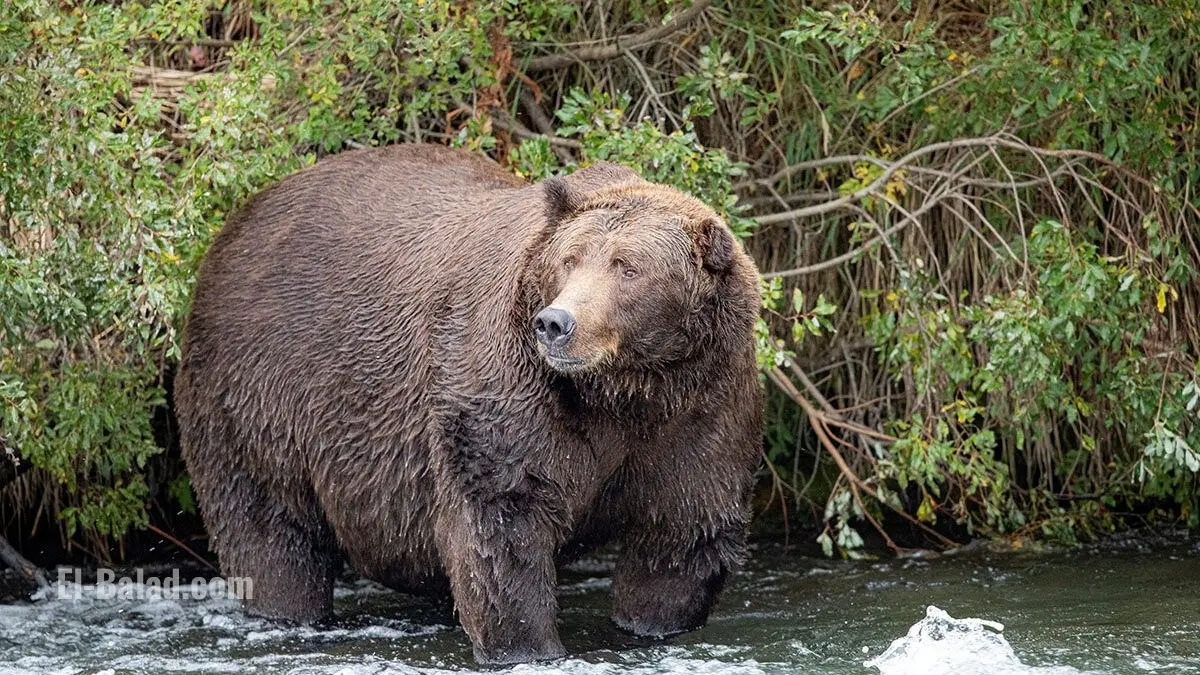 Fat Bear Week Voting 2025: How to Cast Your Vote, Meet the Bears, and ...