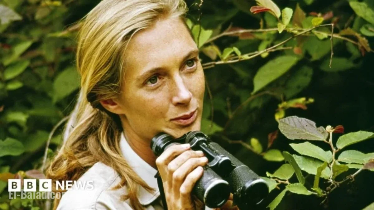 Dame Jane Goodall Transforms Our Understanding of Primate Relatives ...
